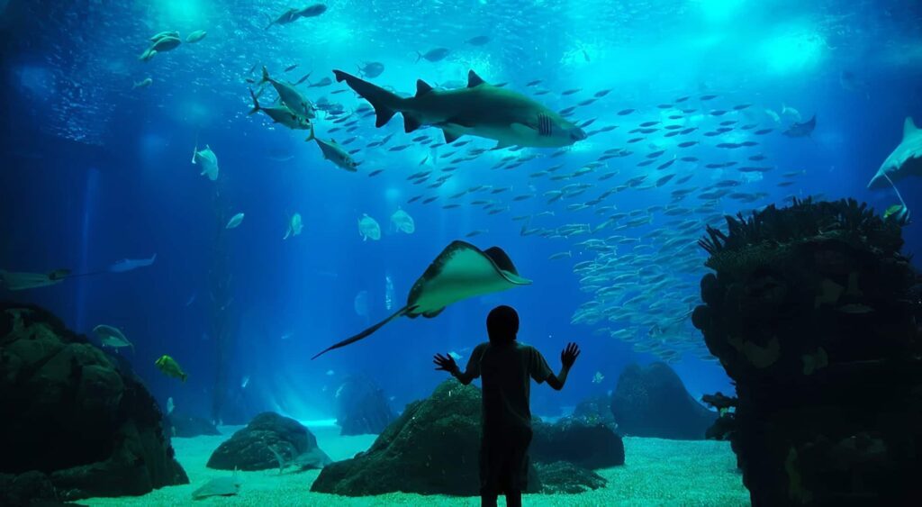 Top 10 des plus grands aquariums d'Europe - Zoo Academia